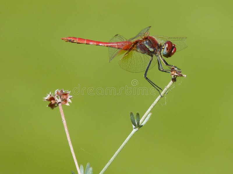 Insect, Dragonfly, Dragonflies and Damseflies, Invertebrate Stock Image ...