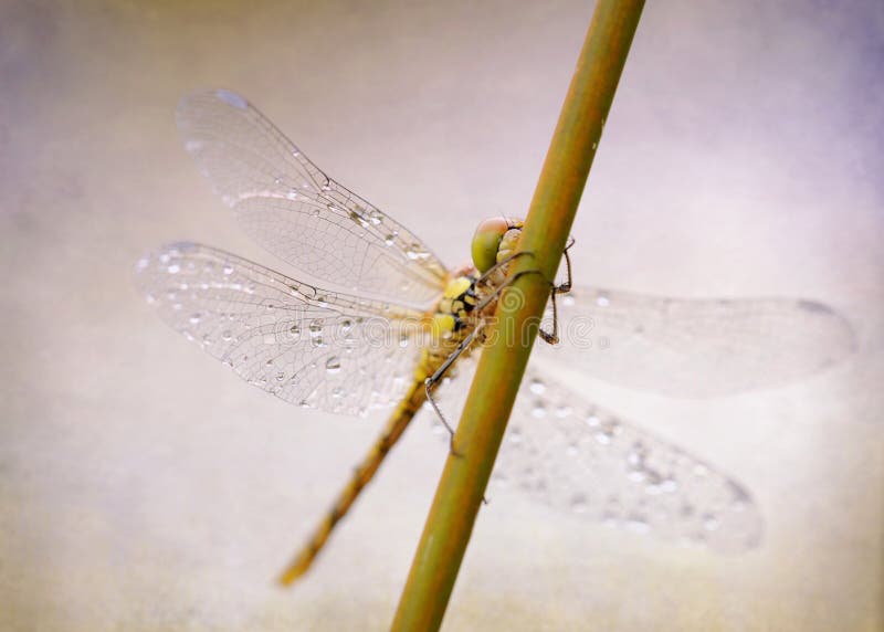Insect, Dragonfly, Dragonflies And Damseflies, Invertebrate Picture ...
