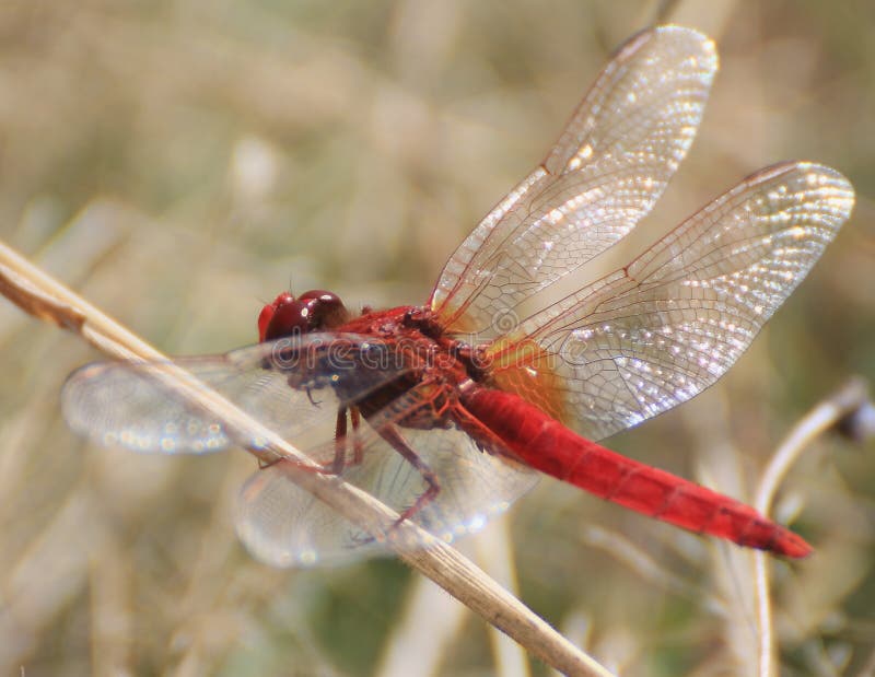 Insect, Dragonfly, Dragonflies And Damseflies, Invertebrate Picture ...