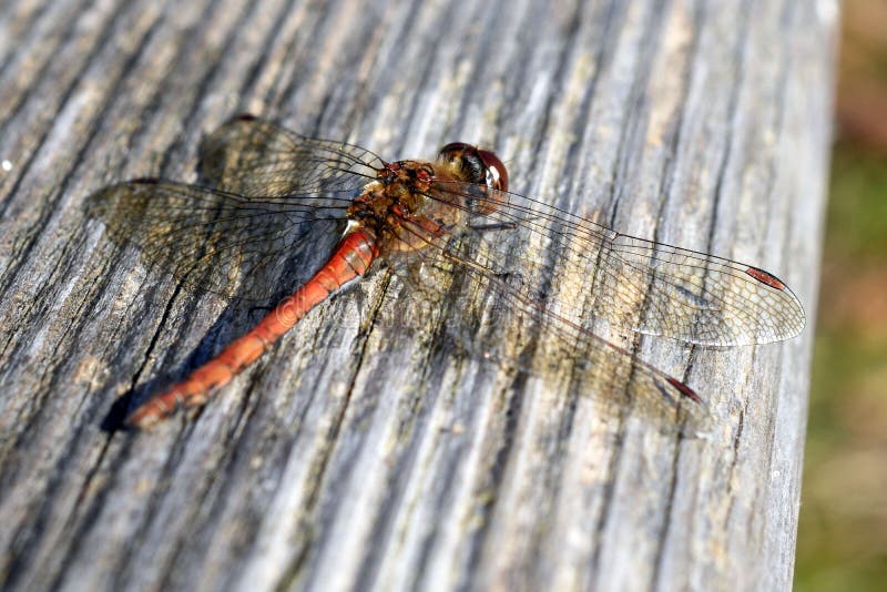Insect, Dragonfly, Invertebrate, Dragonflies and Damseflies Stock Image ...