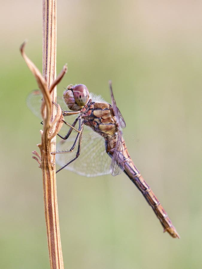 Insect, Dragonfly, Invertebrate, Dragonflies And Damseflies Picture ...