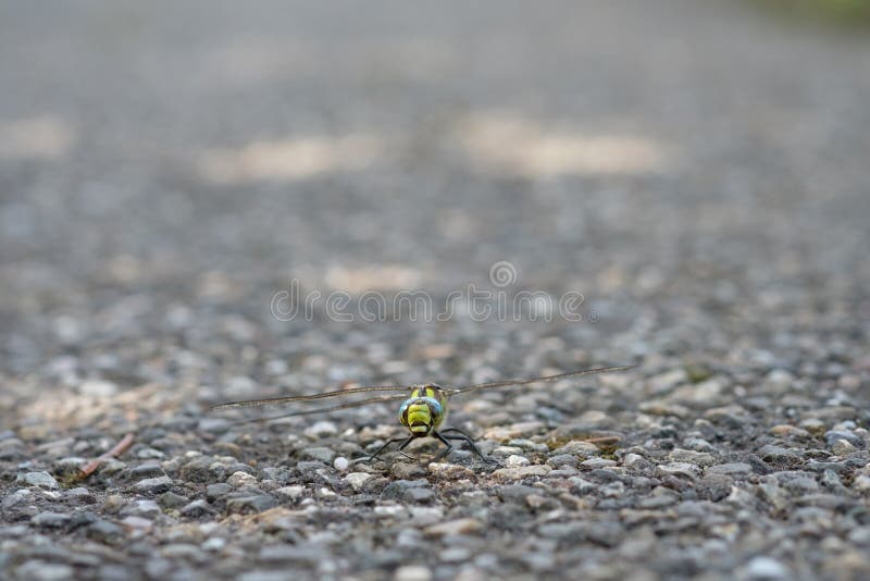 Insect Dragonfly Southern Hawker Stock Photo - Image of insect, cyanea ...