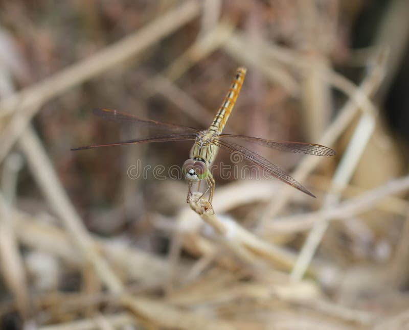 164 Dragonfly Swarm Stock Photos - Free & Royalty-Free Stock Photos ...