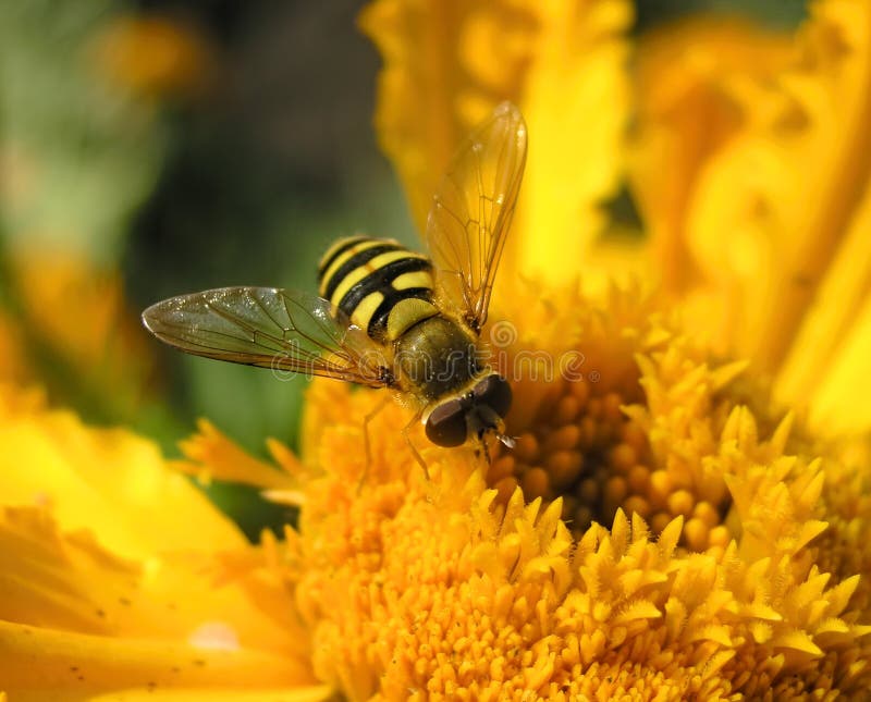 Insect Drinks Nectar.Close-up Shot. Stock Image - Image of yellow ...