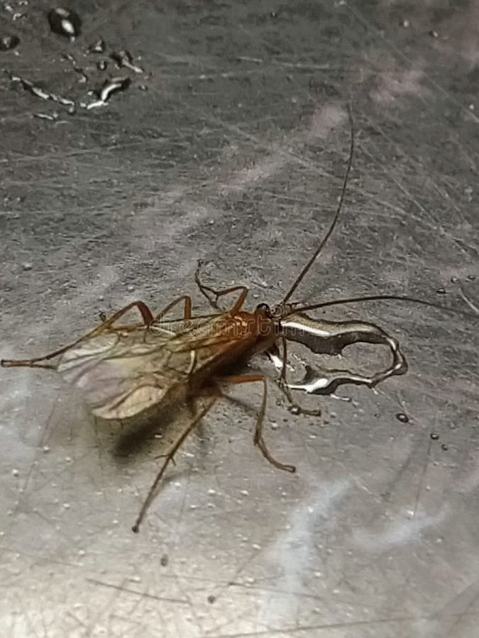 An insect drinks water stock photo. Image of pollinator - 255831590