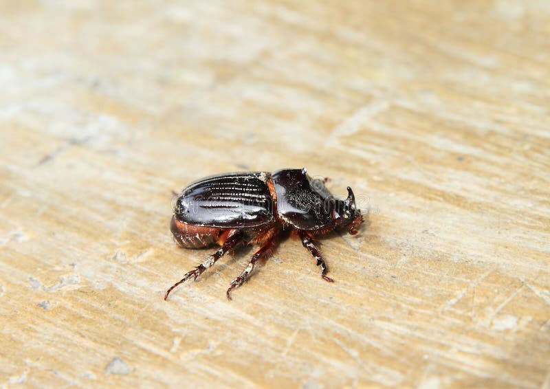 Insect with horn stock photo. Image of tree, invertebrate - 149668052