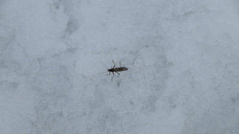Insect early spring stock video. Video of macro, hunting - 69495809
