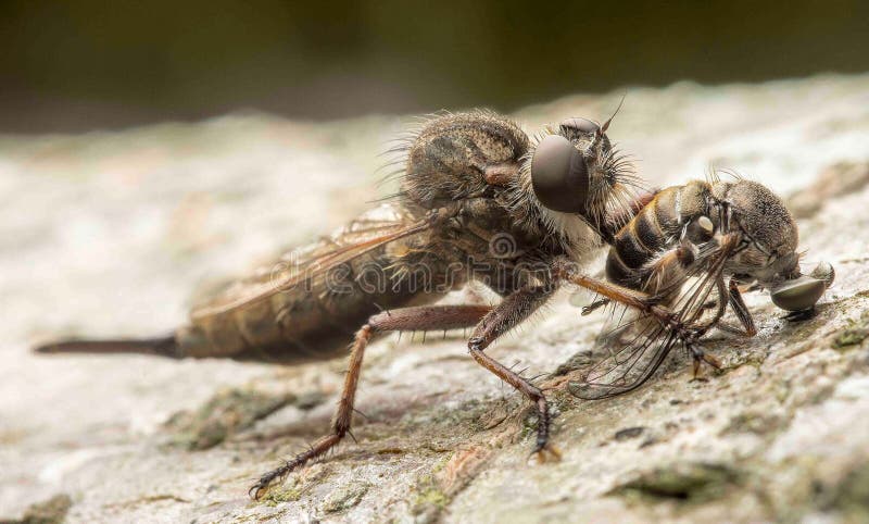 Insect Eating Another Insect Invertebrate Macro Potho Stock Photo ...