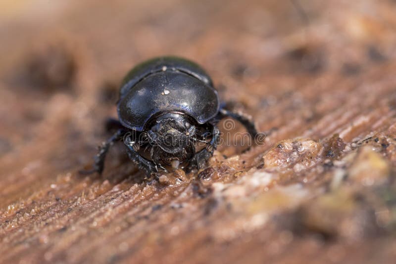 Black Dung Beetle (Geotrupes Stercorarius) Feeding on the "juice" of a ...