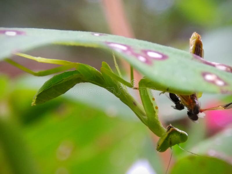 Insect eating stock photo. Image of eating, 16042018indonesian - 114557202