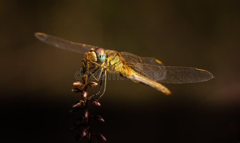 An Insect Eating on a Plant Stock Image - Image of trail, hiking: 237564455