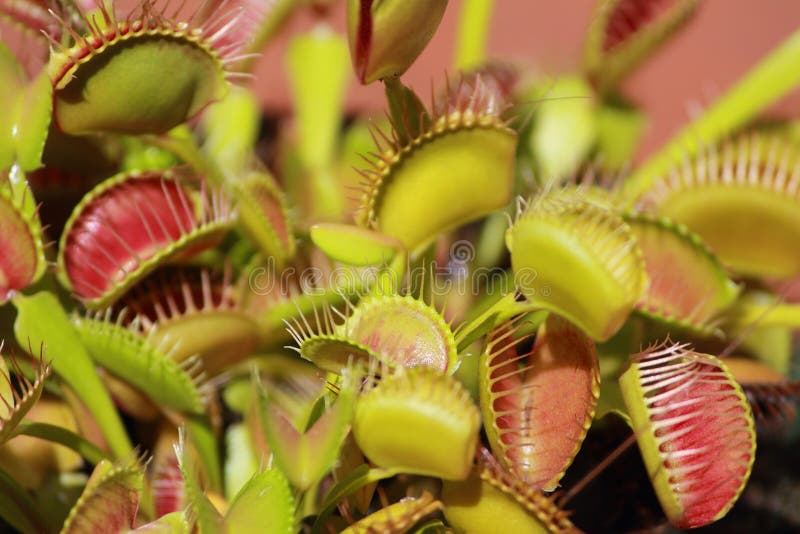Insect Eating Plants, Venus Fly Trap Stock Image - Image of carnivorous ...
