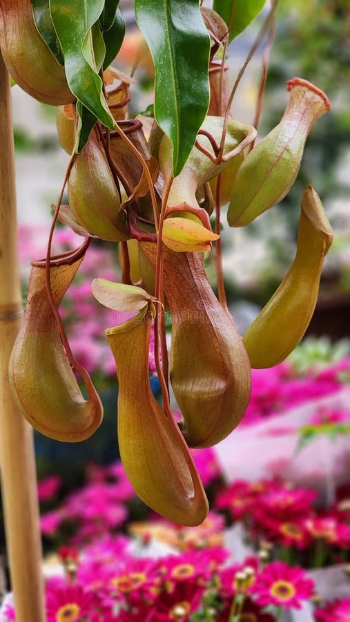 Insect-eating Plants Zhulongcao Stock Image - Image of eating, flower ...