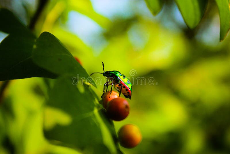 Insect is eating red fruit stock image. Image of natural - 168393739