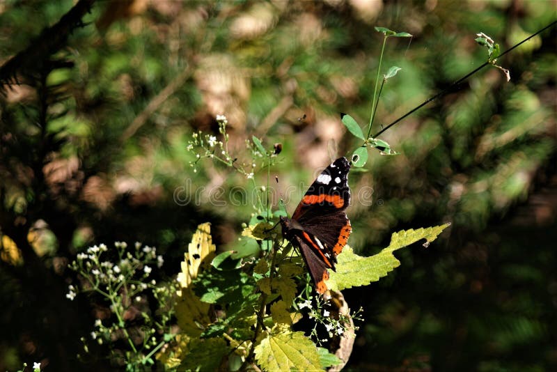 Insect, Ecosystem, Butterfly, Moths And Butterflies Picture. Image ...
