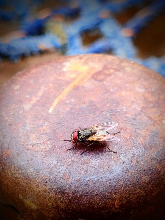 Insect eega closeup photo stock photo. Image of closeup - 384745376