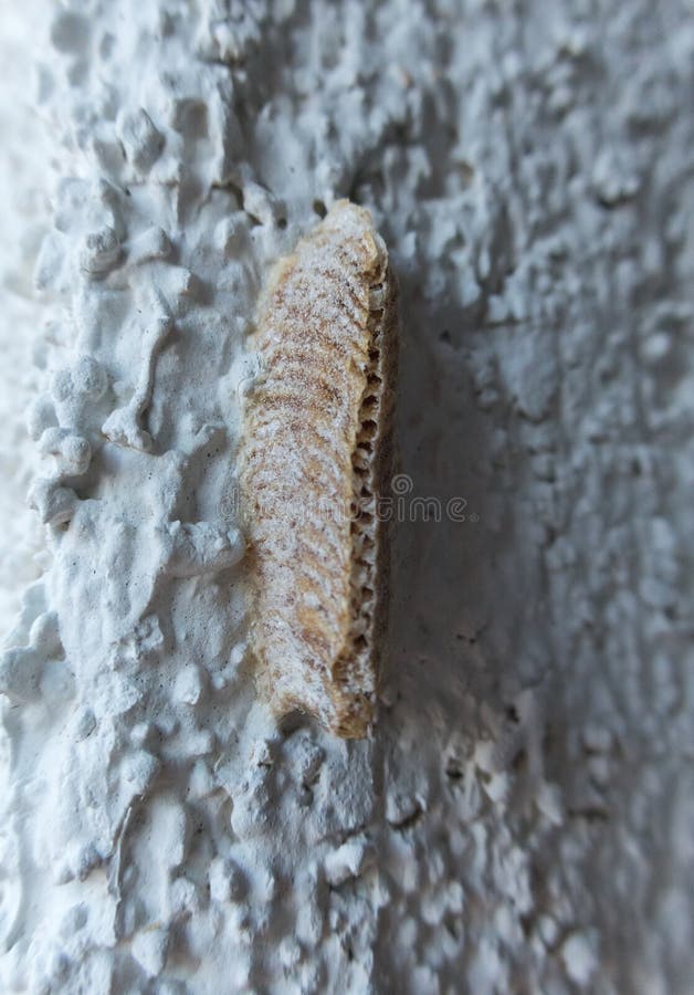 Insect Egg Case, Mediterranean Mantis Stock Photo - Image of blending ...