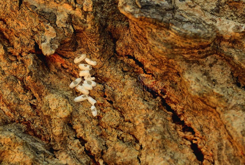 Insect egg stock photo. Image of animal, close, breed - 88103122