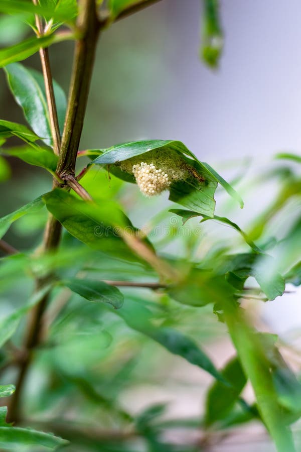 Insect Egg Under the Green Leaf Close Up in the Garden Stock Photo ...