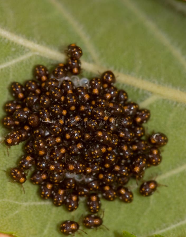 Insect Eggs stock image. Image of eggs, leaf, nature - 12698197