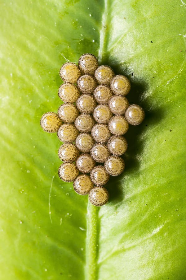 Insect Eggs stock image. Image of forest, fauna, cylinder - 24607369