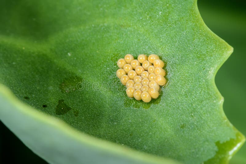 Insect eggs stock image. Image of colorful, closeup, insect - 26743089