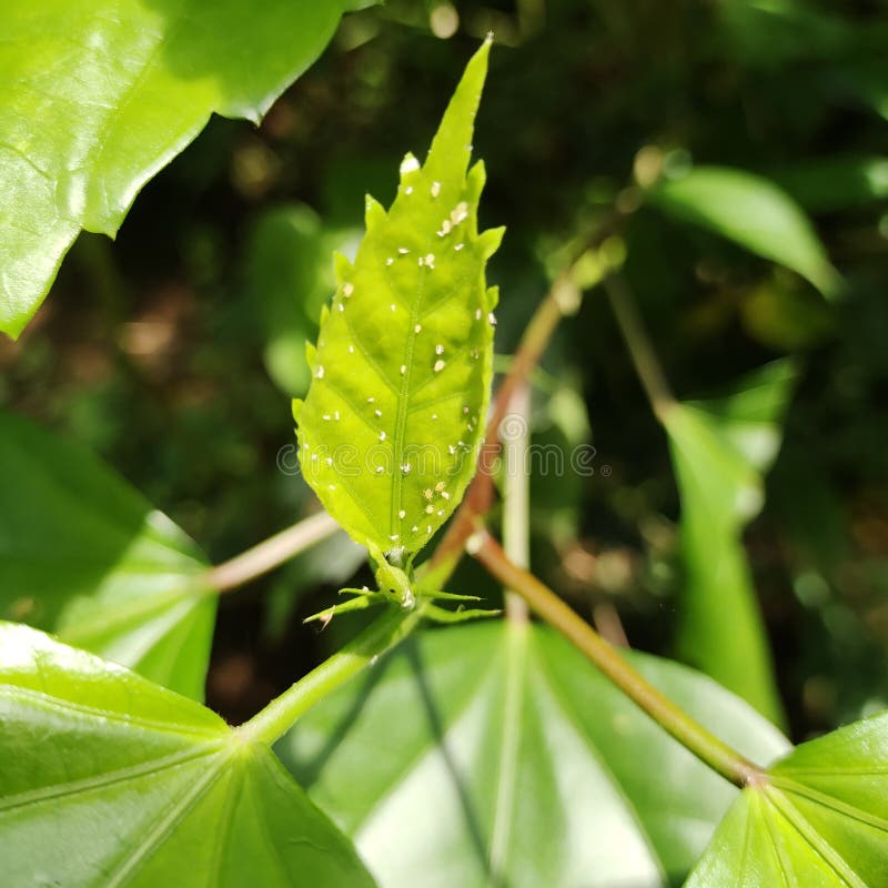 Insect Eggs and Insect Chicks on Young Leaves of Hibiscus, Hibiscus ...