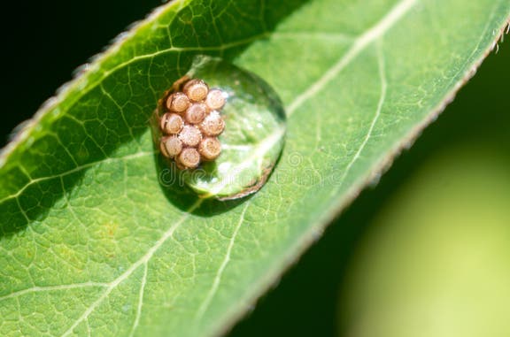 Insect Eggs in a Drop of Water on a Green Leaf. Macro Stock Photo ...