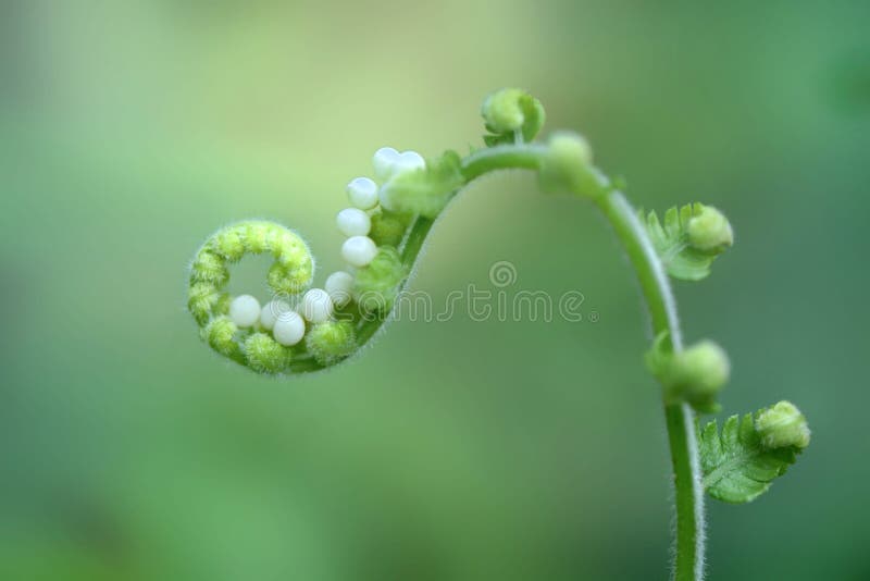 Bee Combs with Bee Eggs Close Up Stock Image - Image of close, honeybee ...