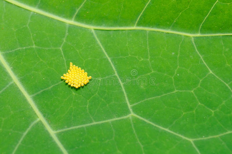 Insect Eggs on Green Leaf stock photo. Image of leaf - 20347304