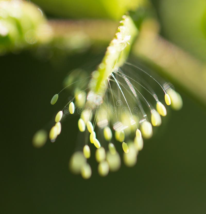 Group of Green Insect Moth or Butterfly Eggs Under Leaf Stock Image ...