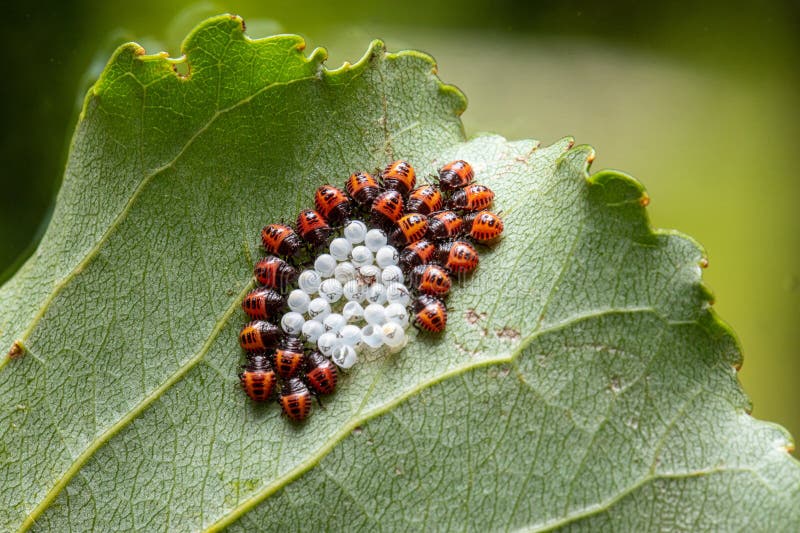 All Ladybug Larvae Stock Photos - Free & Royalty-Free Stock Photos from ...