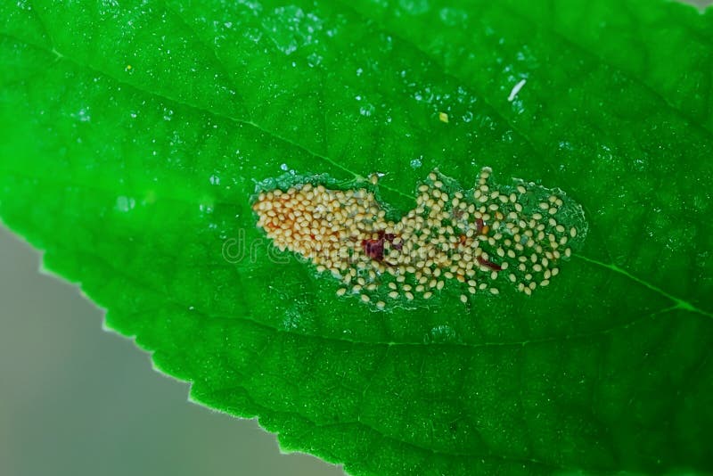 Insect eggs stock image. Image of insects, dark, garden - 96012011