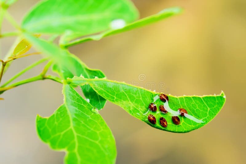 Insect eggs stock image. Image of bubble, grass, fresh - 97674503
