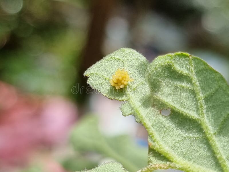 Insect Eggs Stuck Behind Eggplant Leaves. Close Up Macro Shot Stock ...