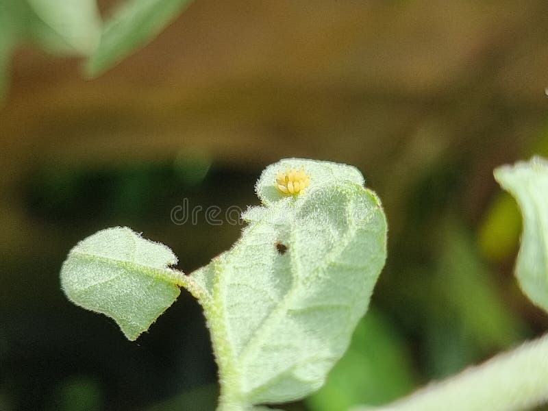 Insect Eggs Stuck Behind Eggplant Leaves. Close Up Macro Shot Stock ...