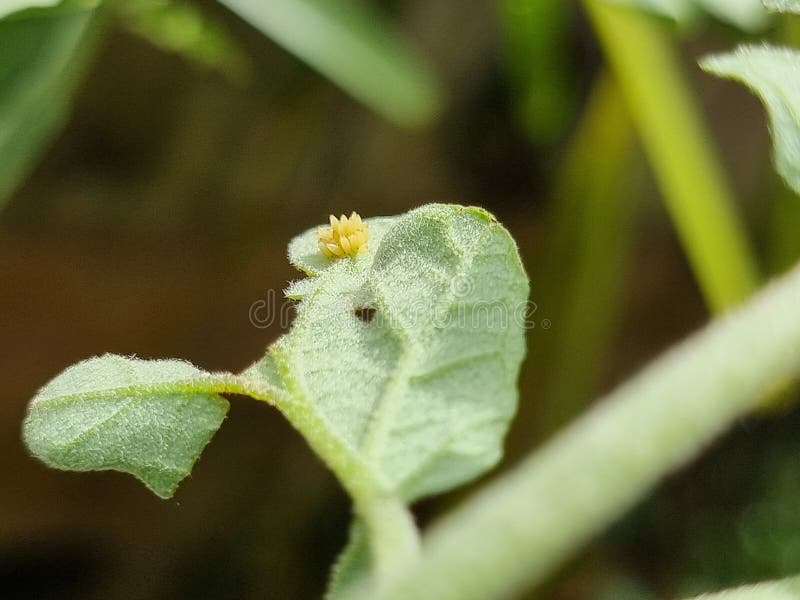 Insect Eggs Stuck Behind Eggplant Leaves. Close Up Macro Shot Stock ...