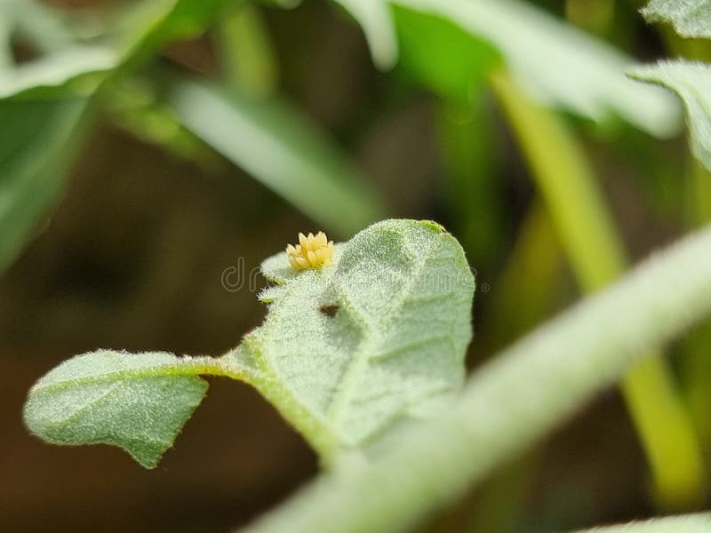 Insect Eggs Stuck Behind Eggplant Leaves. Close Up Macro Shot Stock ...
