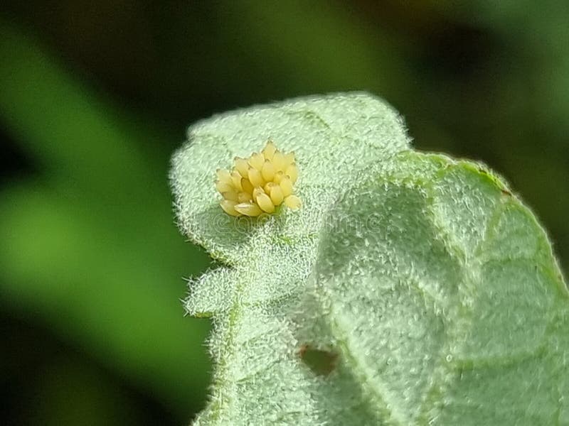 Insect Eggs Stuck Behind Eggplant Leaves. Close Up Macro Shot Stock ...