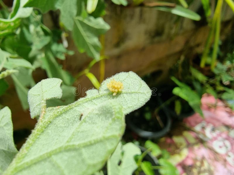 Insect Eggs Stuck Behind Eggplant Leaves. Close Up Macro Shot Stock ...