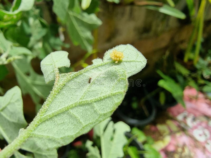 Insect Eggs Stuck Behind Eggplant Leaves. Close Up Macro Shot Stock ...