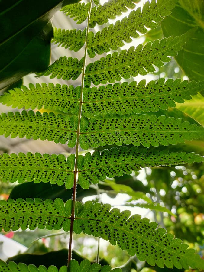 Insect Eggs Stuck Behind the Leaves Stock Image - Image of fern, leaves ...