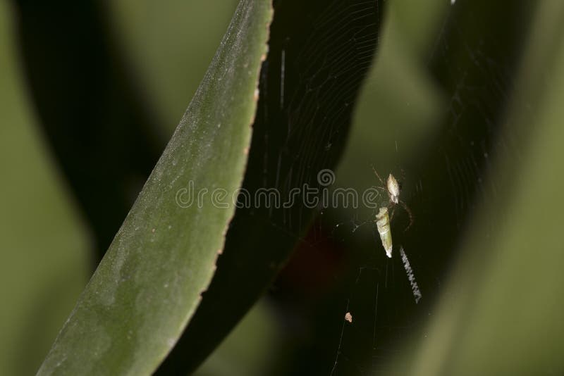 Little Spider Eating on Its Web. Stock Image - Image of spider, little ...
