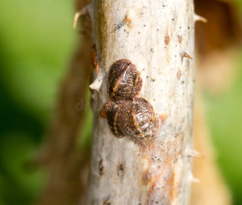 Insect Eggs On A Tree Branch Stock Photo - Image of larva, casings ...
