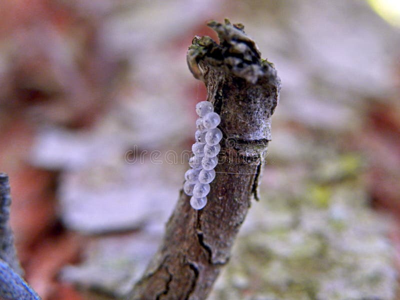 Insect eggs stock photo. Image of leaf, reproduction - 24768774