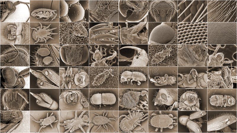 Insect Electron Microscope Photos Stock Photo - Image of healthcare ...