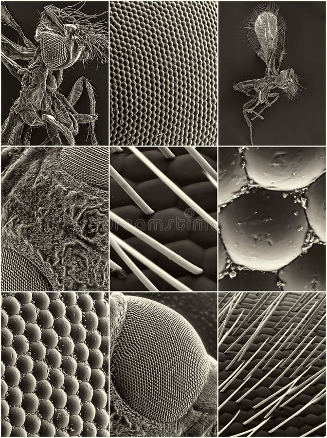 Insect Electron Microscope Photos Stock Image - Image of technology ...