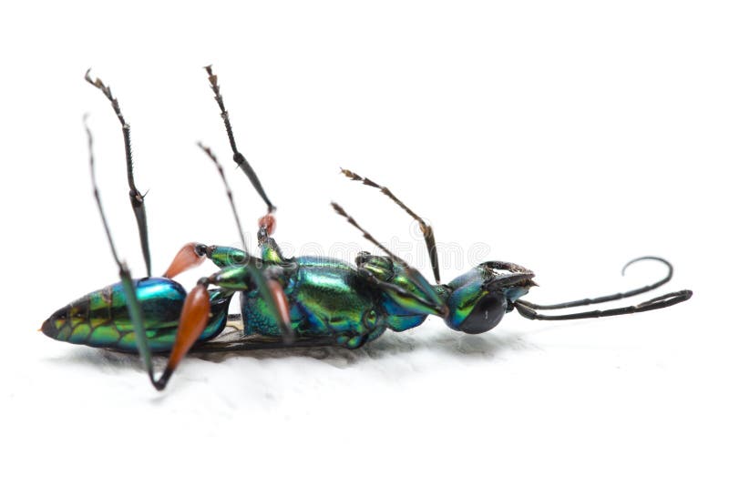 The Emerald Cockroach Wasp or Gem Wasp & X28;Ampulex Compressa& X29; is ...