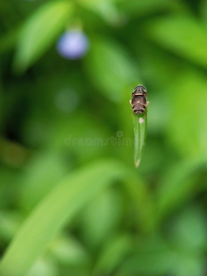 The Insect Eumerus Strigatus Stock Image - Image of nature, honeybee ...