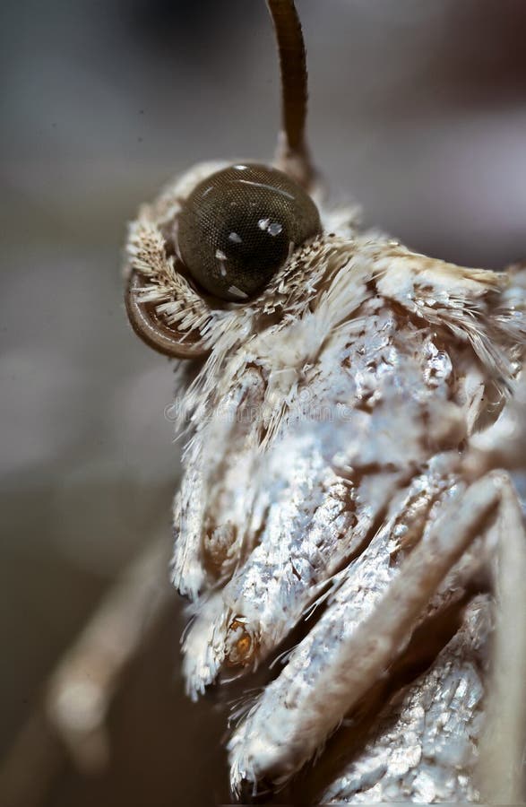 Insect in Extreme Macro with Many Details Stock Photo - Image of animal ...